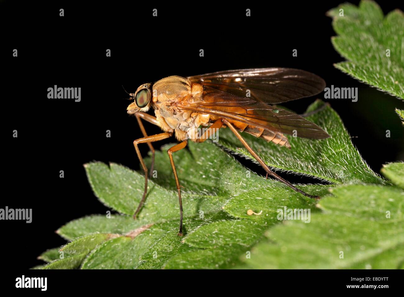 Rhagionidae High Resolution Stock Photography and Images - Alamy