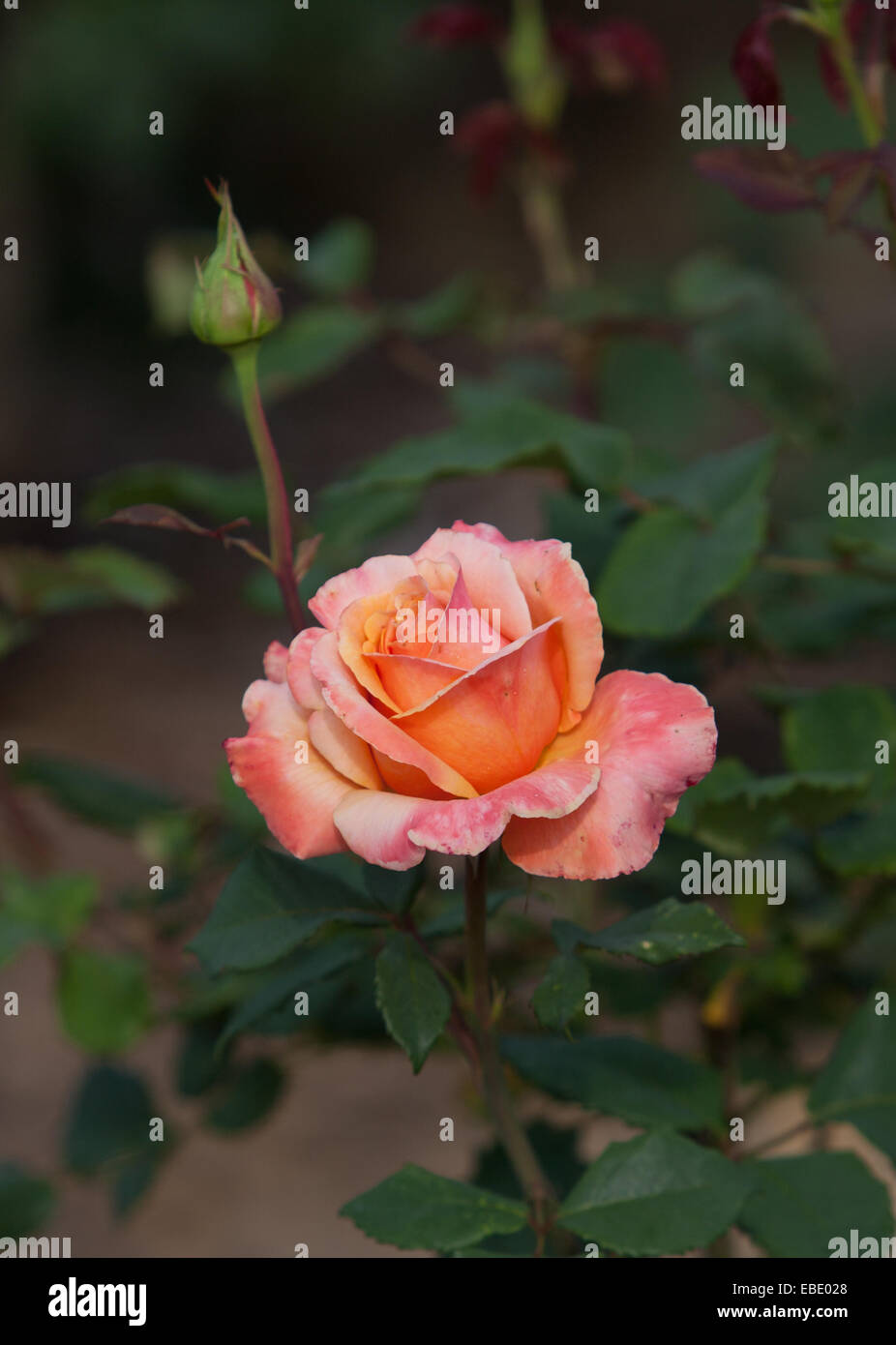 Apricot roses hi-res stock photography and images - Alamy