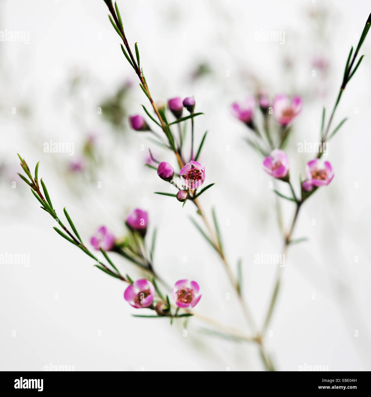 Wax myrtle hi-res stock photography and images - Alamy