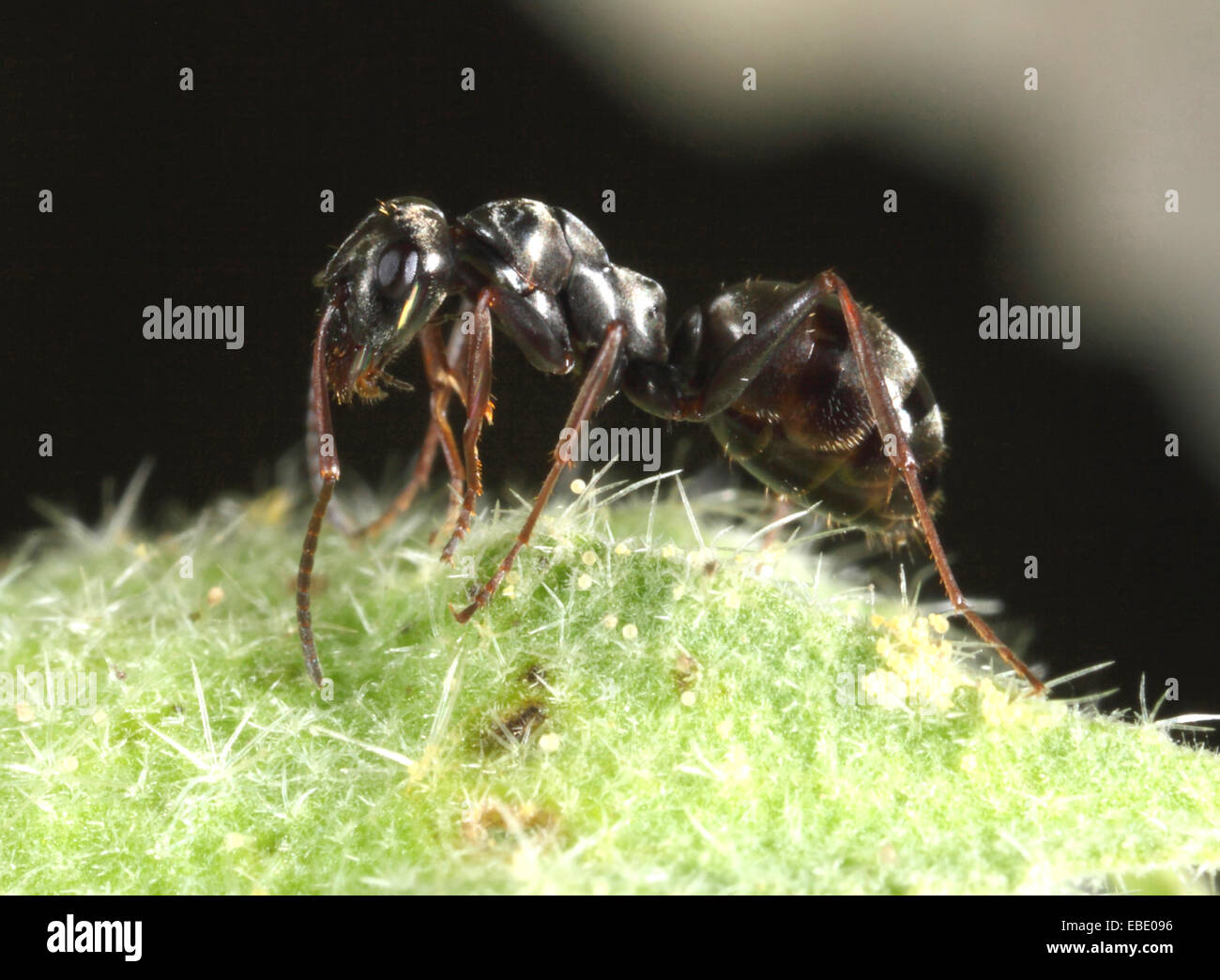 Formica fusca silky hi-res stock photography and images - Alamy