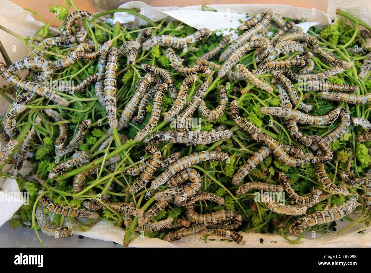 Mulberry silk worms hi-res stock photography and images - Alamy
