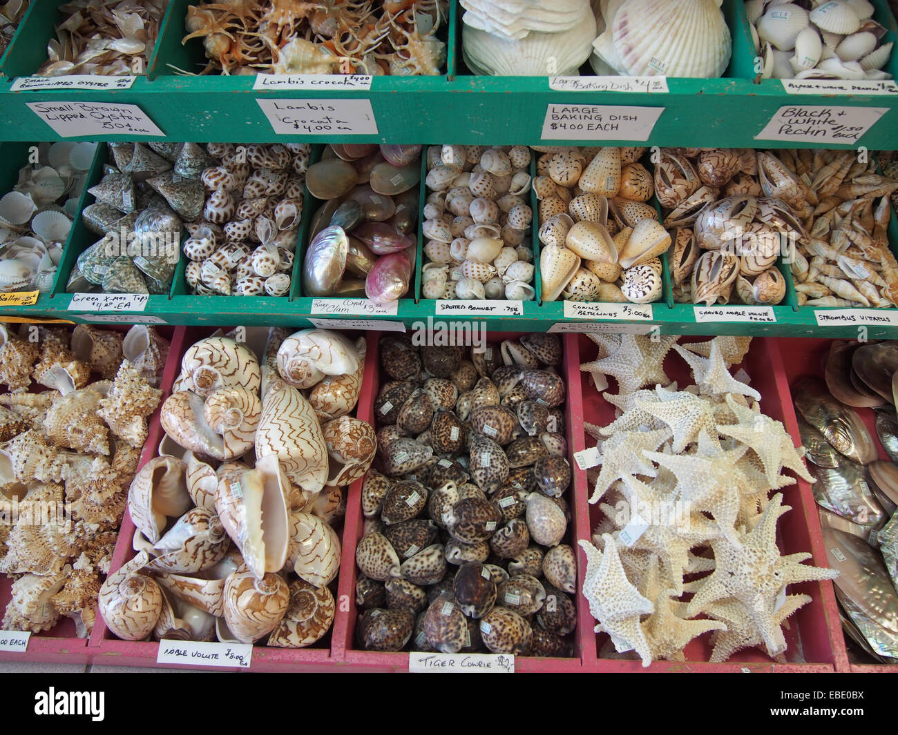 Sea shells for sale at a shop on Sanibel Island, Florida, USA, October ...