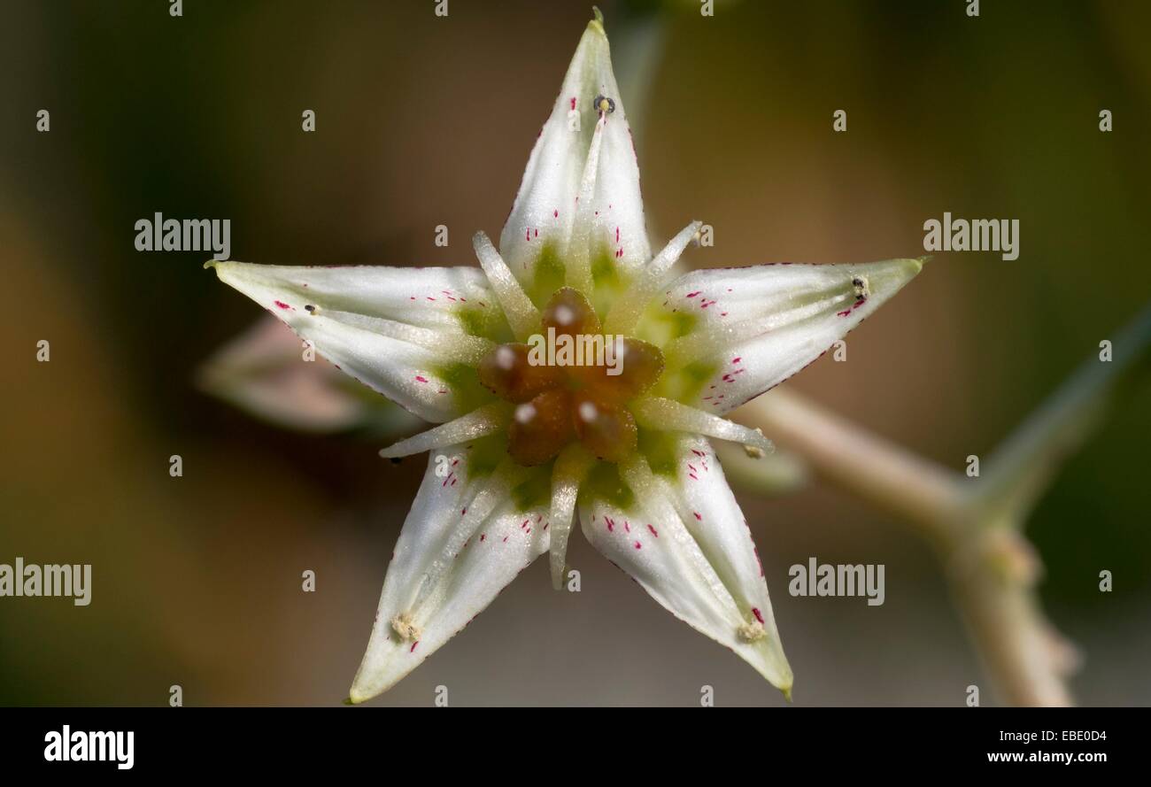 Botany cactaceae star cactus hi-res stock photography and images - Alamy