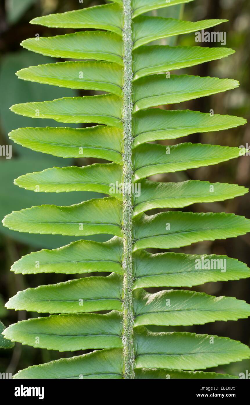 Compound Leaf High Resolution Stock Photography and Images - Alamy