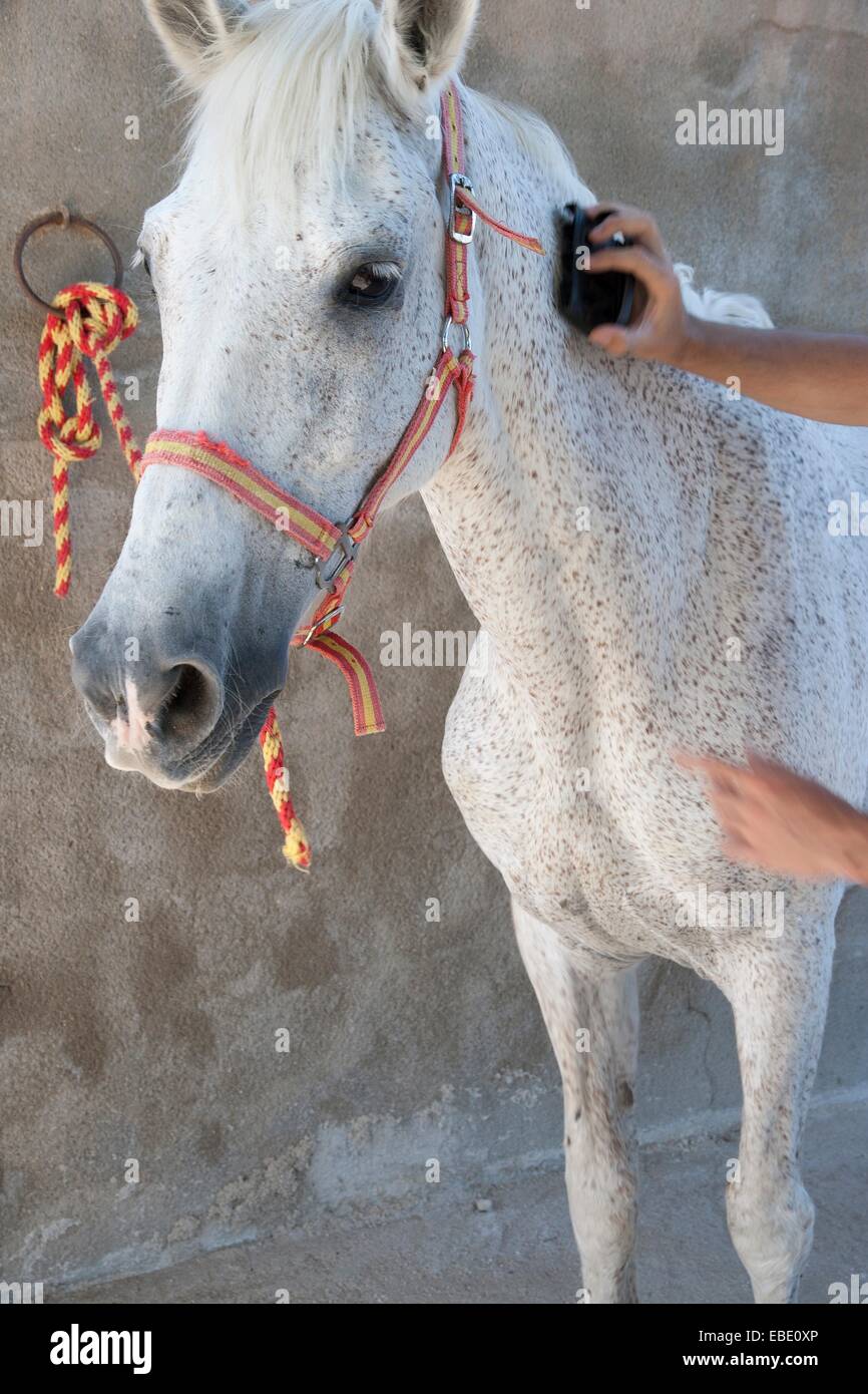 A horse being brushed, Alicante, Spain Stock Photo - Alamy