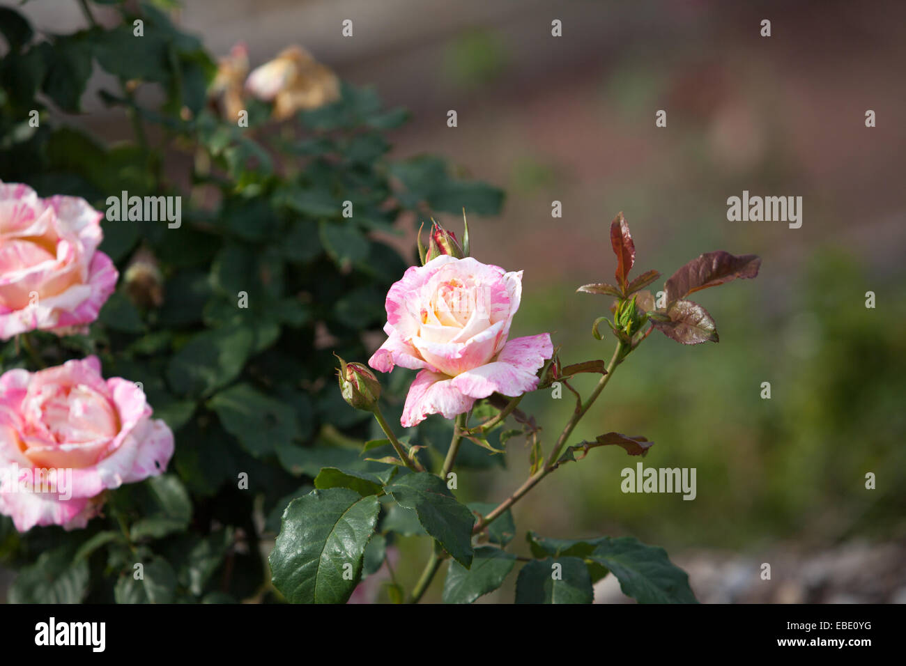 Rose bush white roses hi-res stock photography and images - Alamy