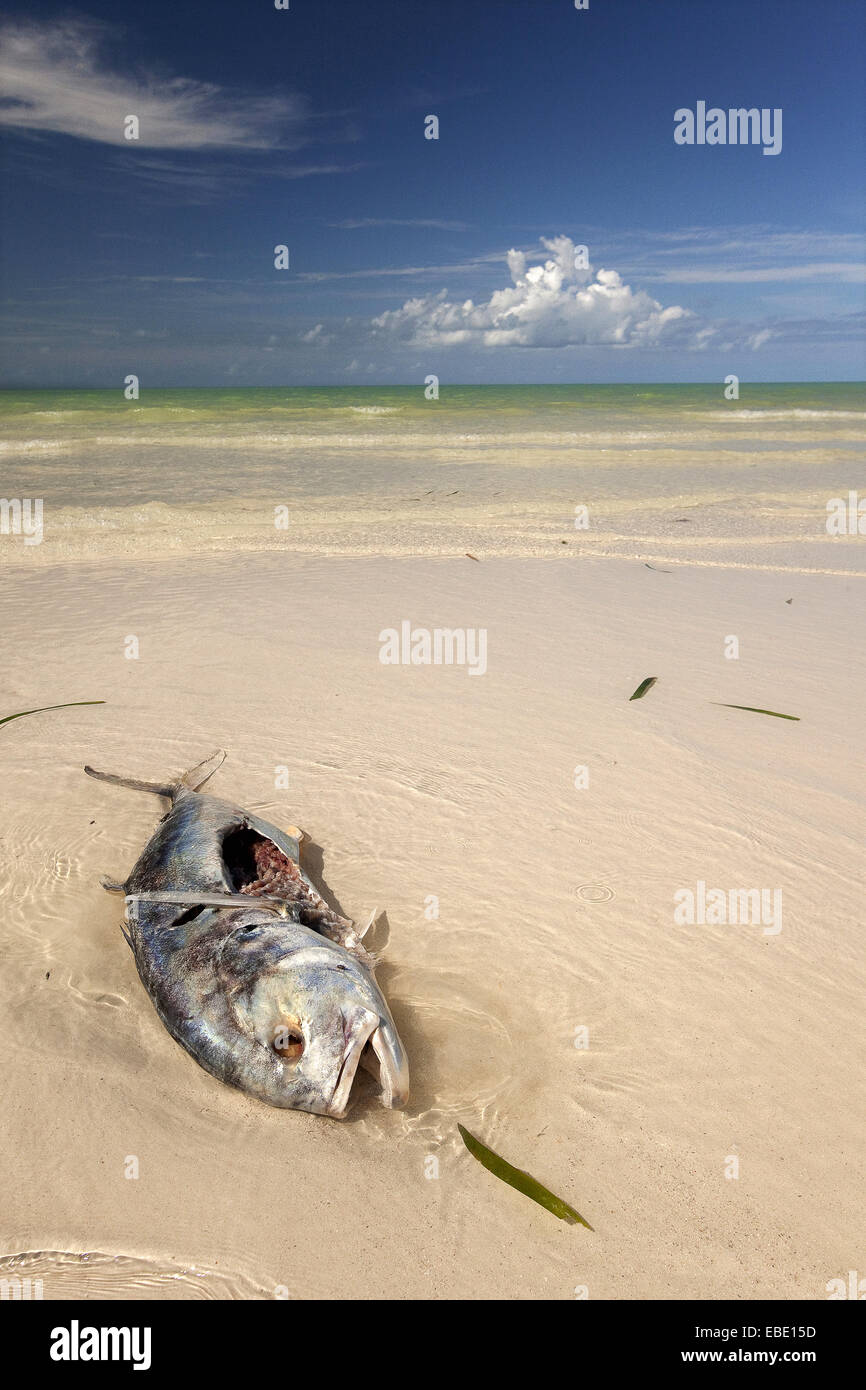 Riviera maya day of the dead hi-res stock photography and images - Alamy