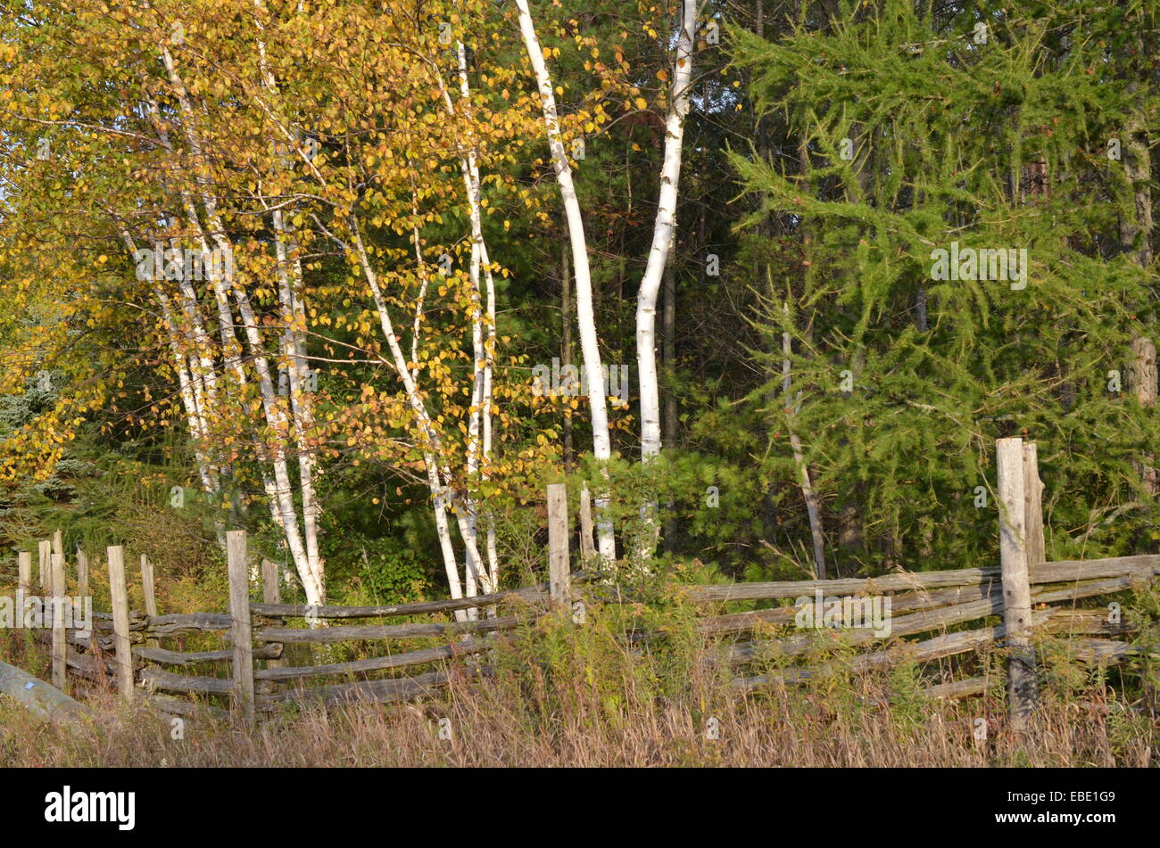 Trees line fence hi-res stock photography and images - Alamy