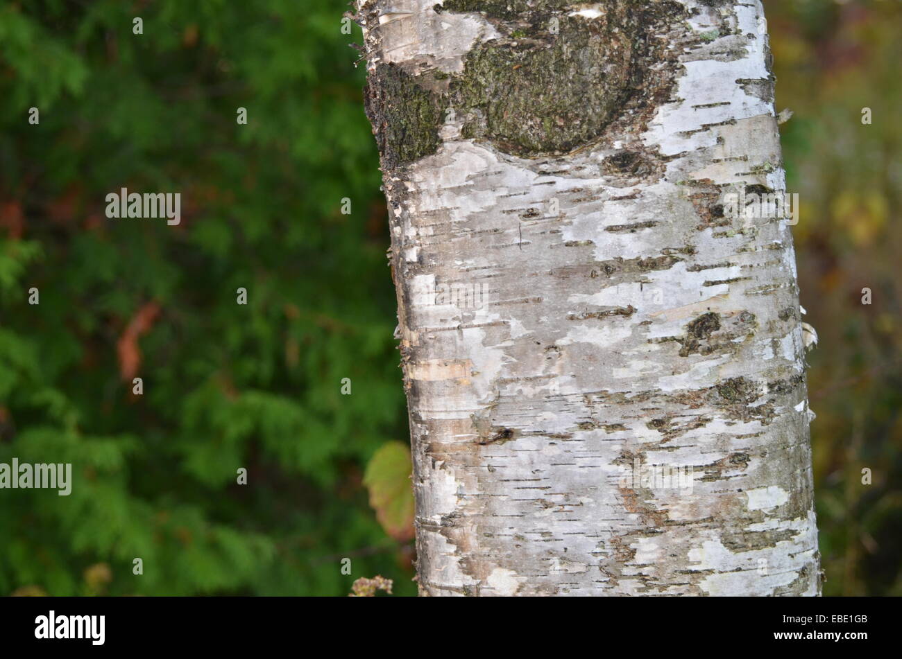 Gray Birch Tree High Resolution Stock Photography and Images - Alamy