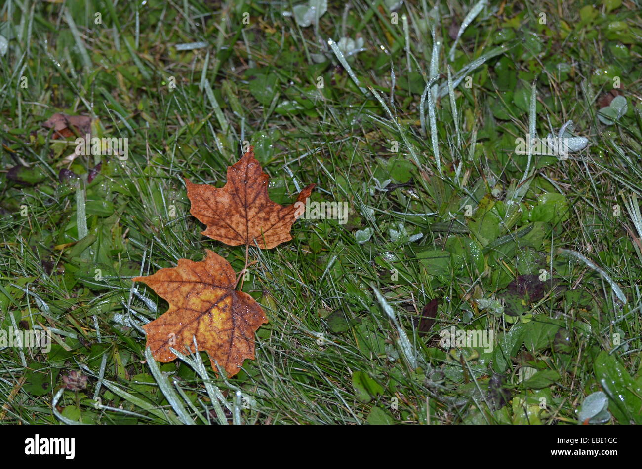 2 fallen maple leaves Stock Photo - Alamy
