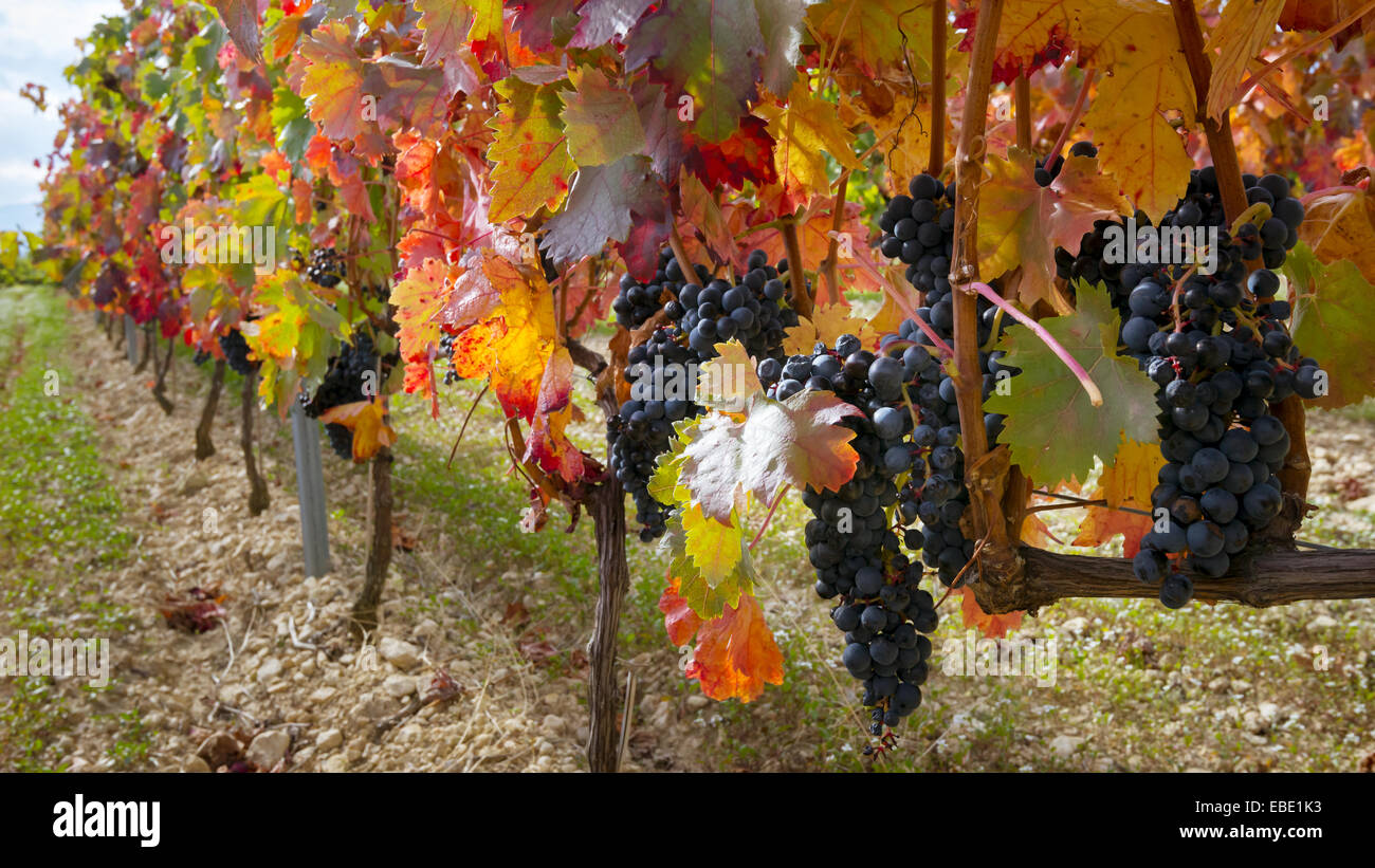 False grape hi-res stock photography and images - Alamy