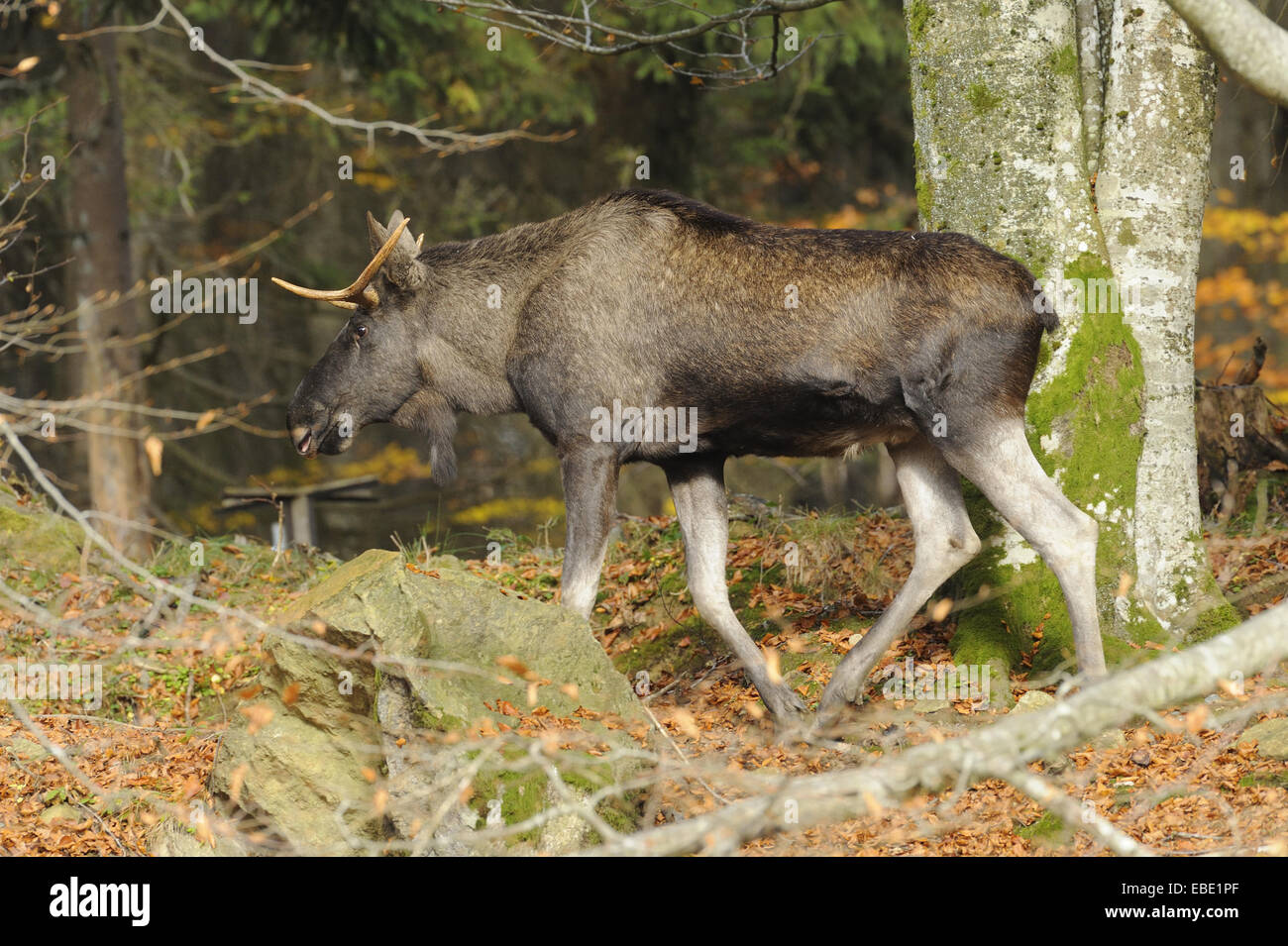Moose germany hi-res stock photography and images - Alamy