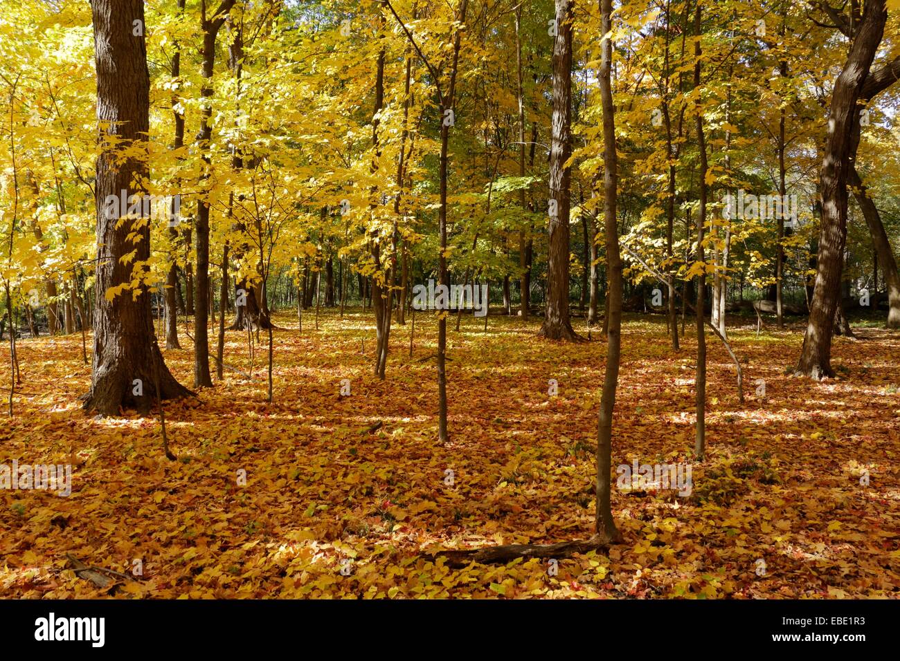 Autumn in an oak maple forest. Thatcher Woods Forest Preserve, Cook ...