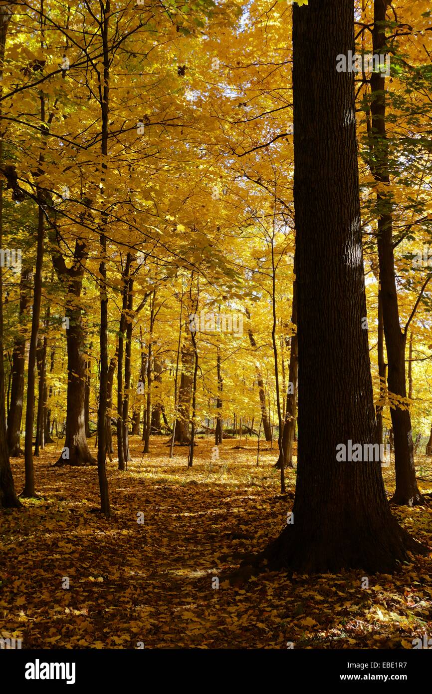 Autumn in an oak maple forest. Thatcher Woods Forest Preserve, Cook ...