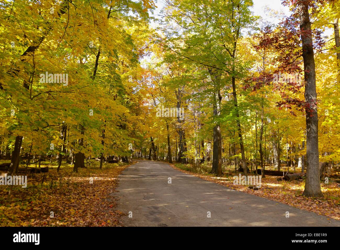 Road through oak maple forest in autumn. Thatcher Woods Forest Preserve ...