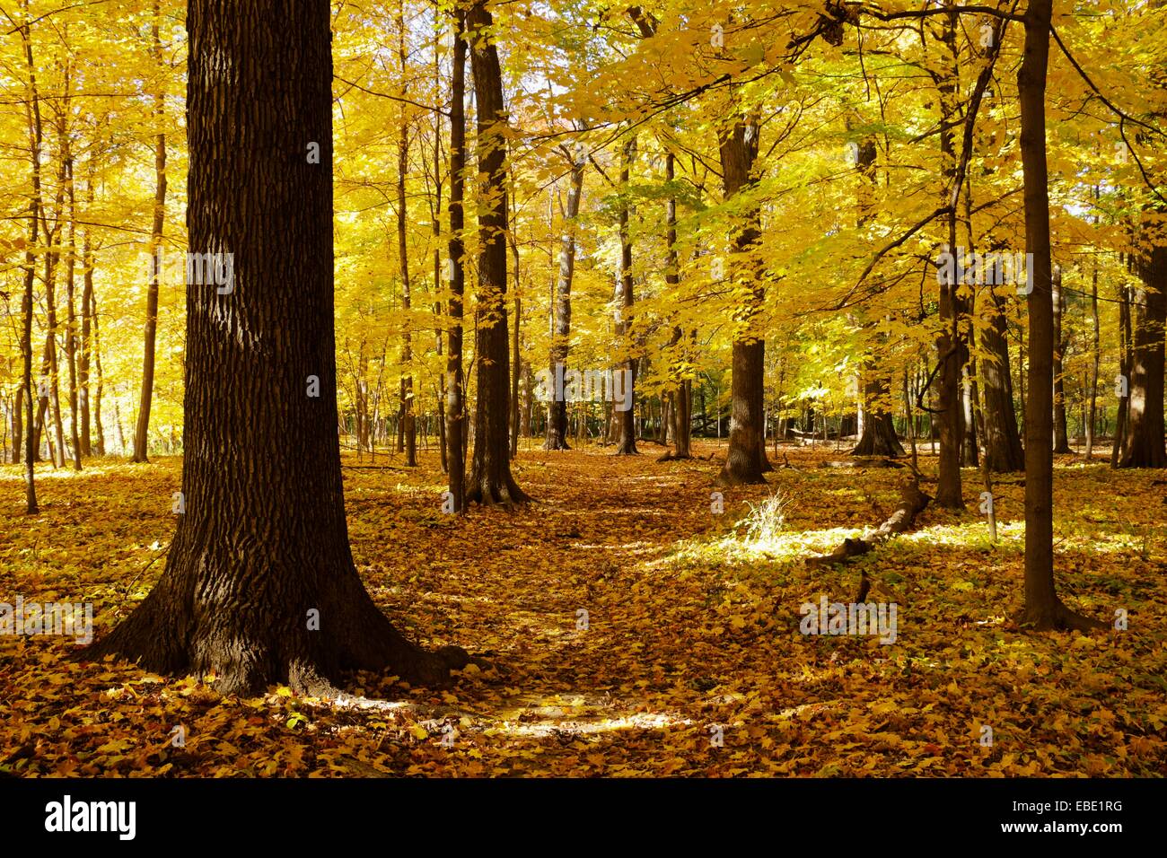 Autumn in oak maple forest hi-res stock photography and images - Alamy