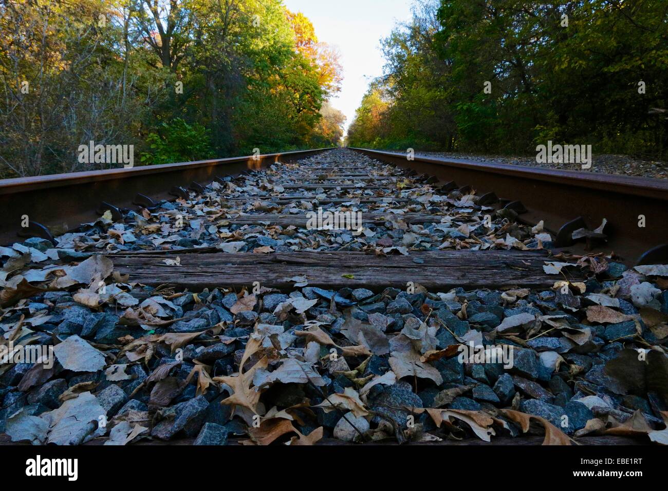 Railroad tracks through autumn forest low angle Stock Photo - Alamy