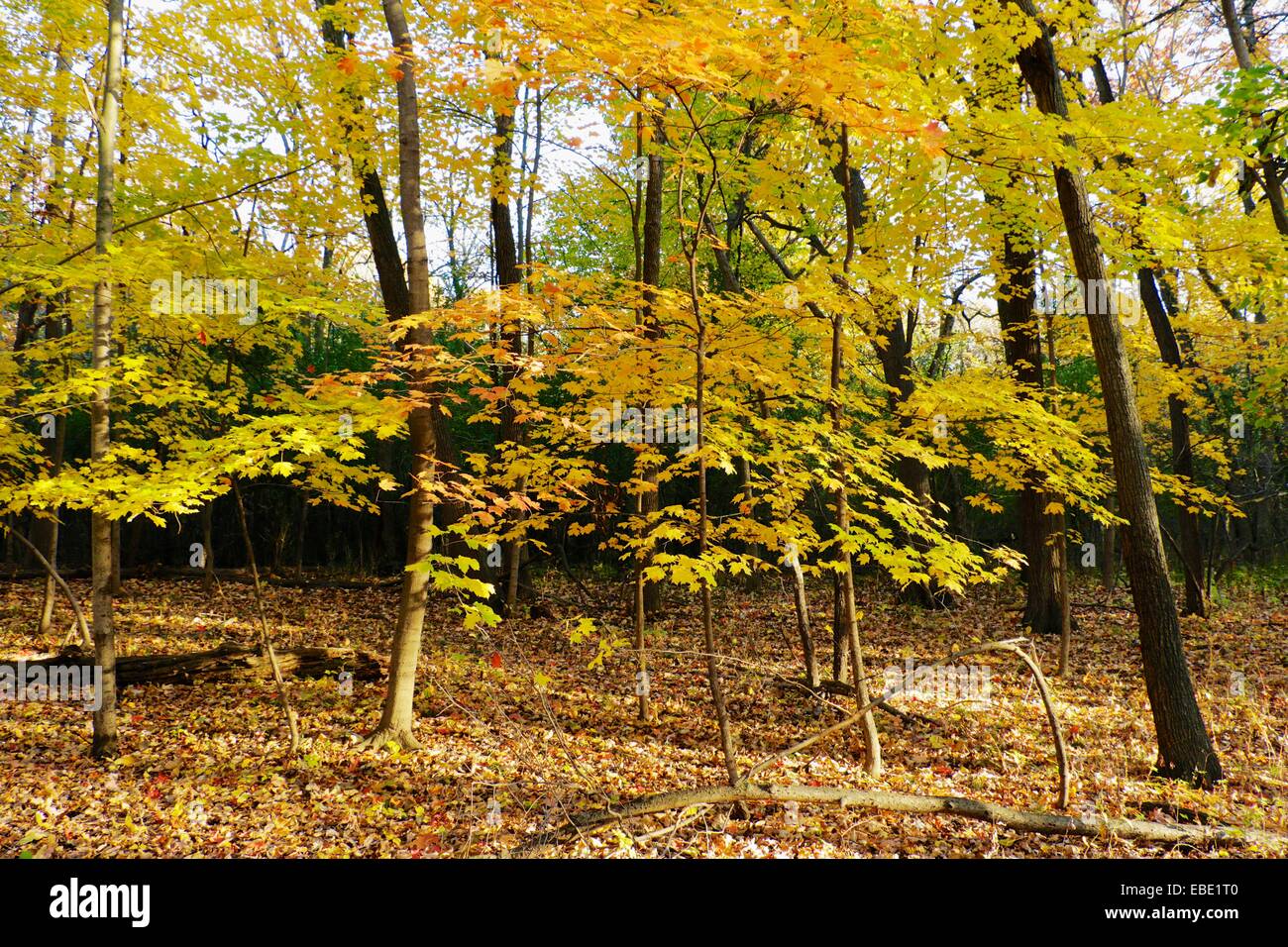 Maple forest in autumn. Thatcher Woods Forest Preserve, Cook County ...