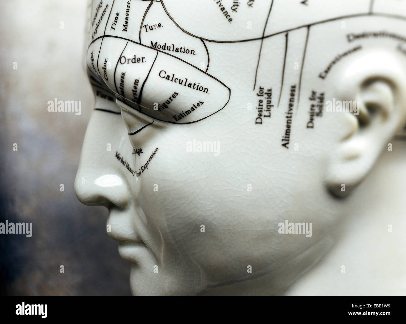 Phrenology Chart High Resolution Stock Photography and Images - Alamy
