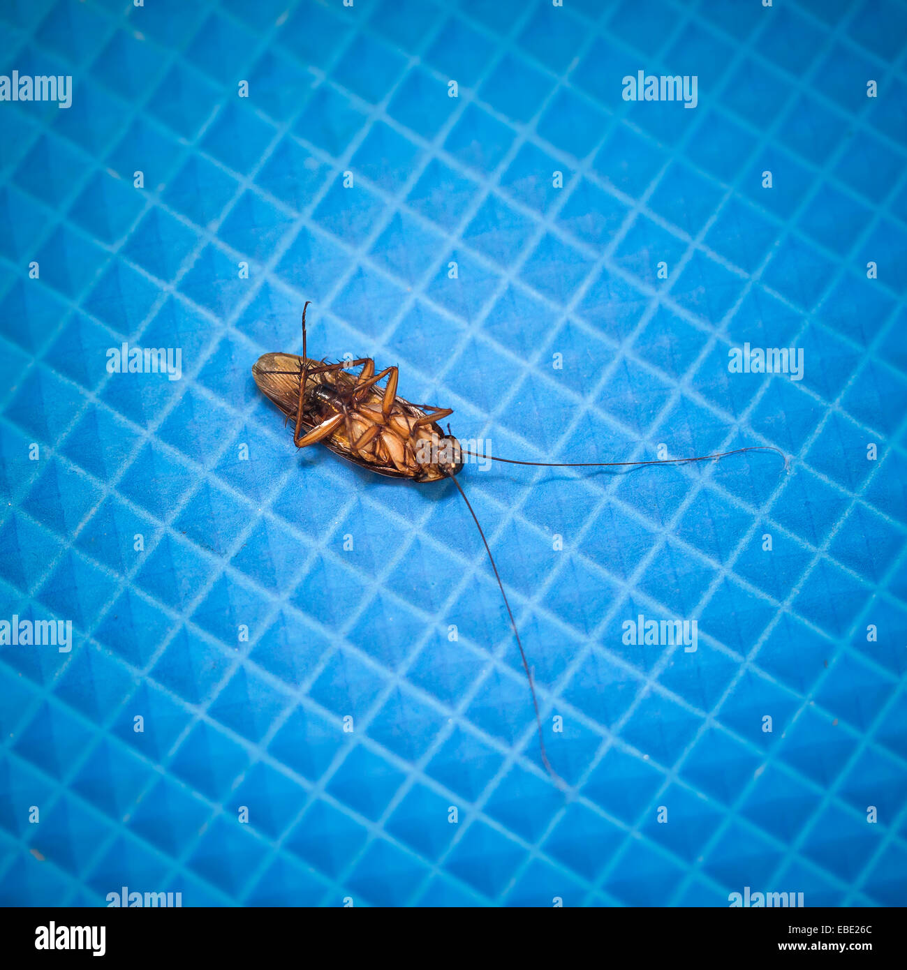 Dead cockroach on blue background Stock Photo - Alamy