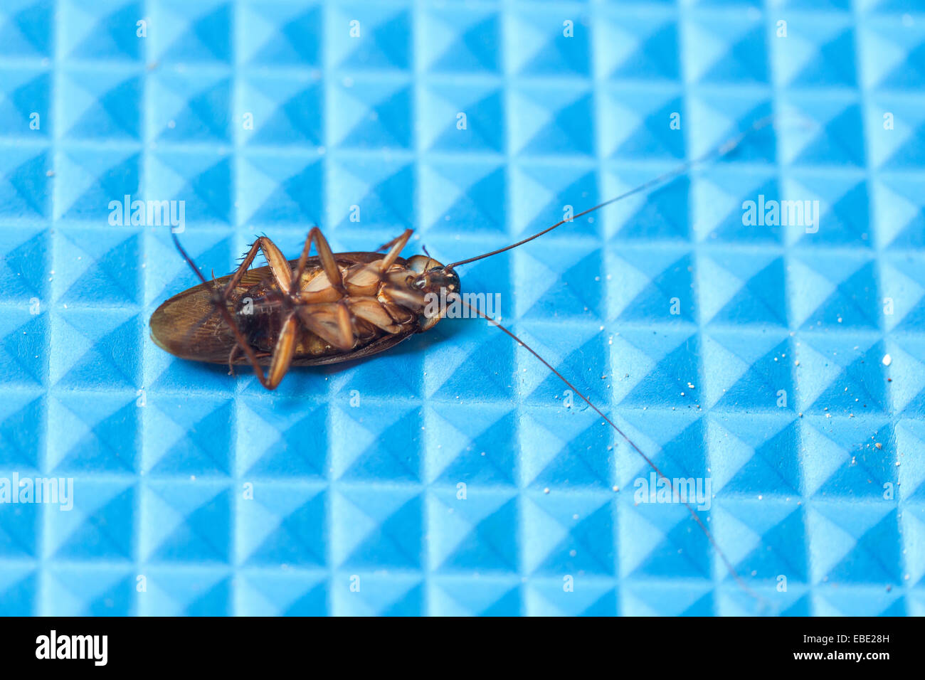 Dead cockroach on blue background Stock Photo - Alamy