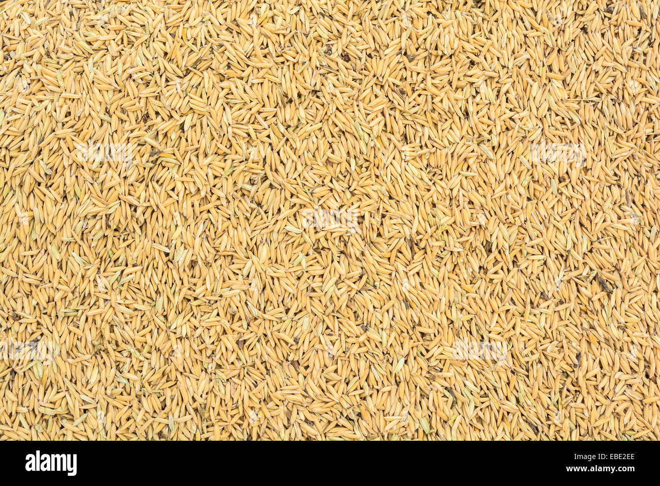 rice gain for background Stock Photo - Alamy