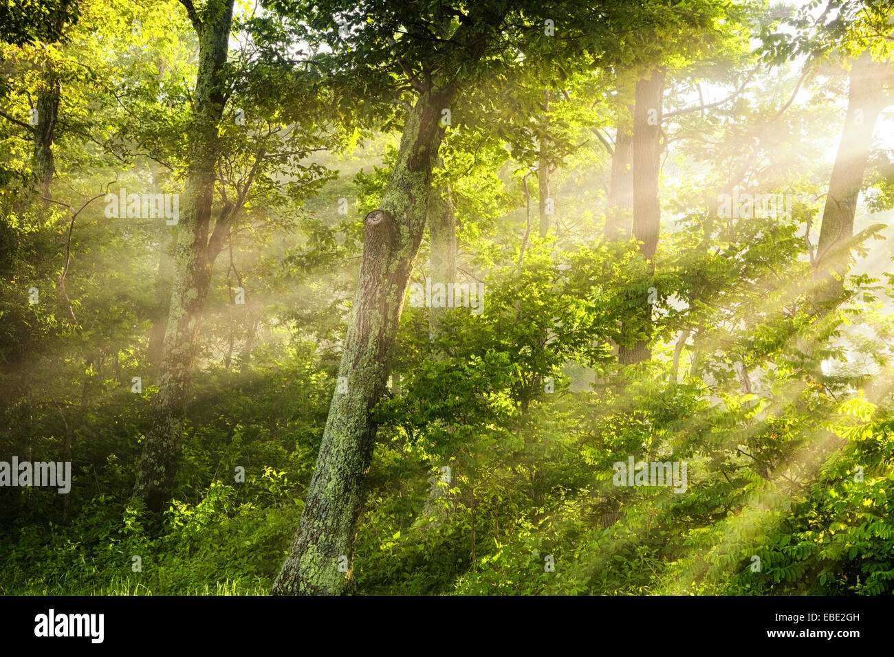 Woods sunbeam hi-res stock photography and images - Alamy