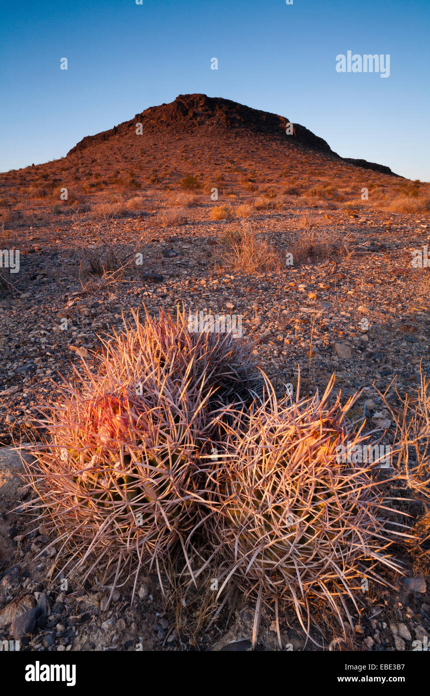 Cotton top cactus hi-res stock photography and images - Alamy