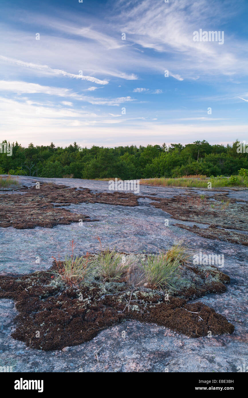 Lichens and moss in the foreground of this landscape. Torrence Barrens ...