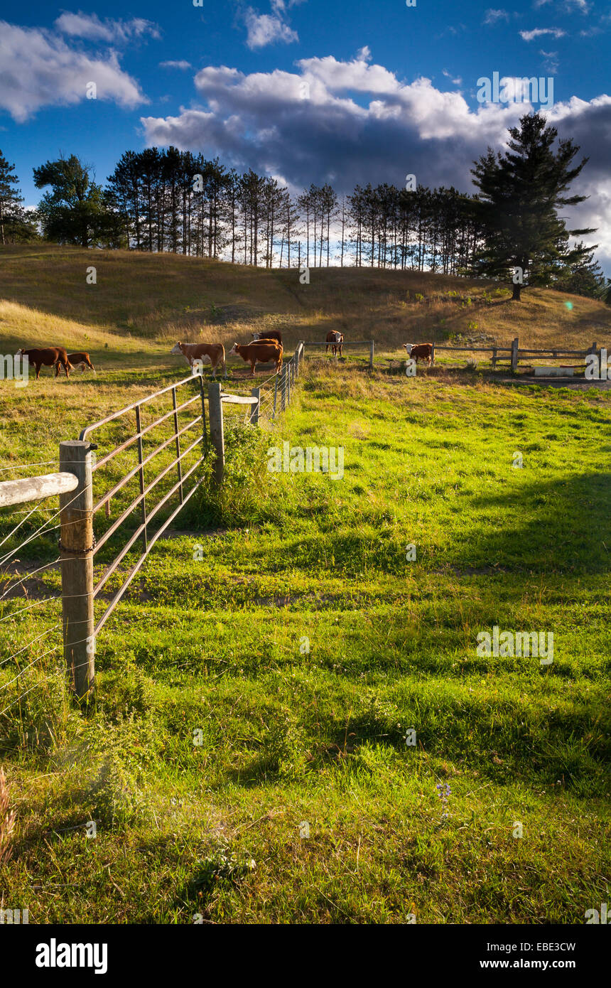 Durham cattle hi-res stock photography and images - Alamy