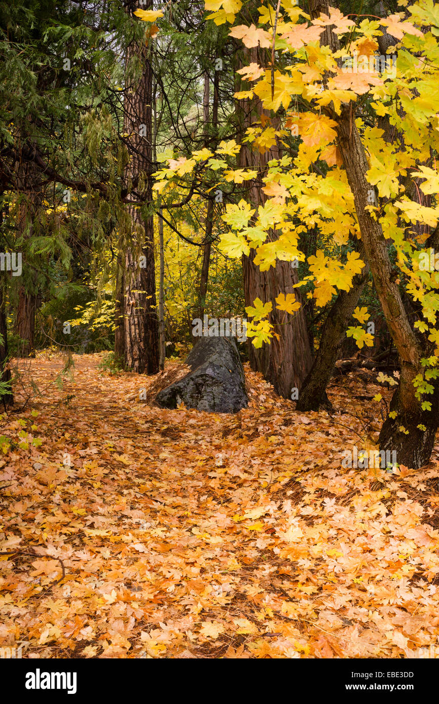 Deep saturated color on the Yosemite Valley forest floor Stock Photo ...