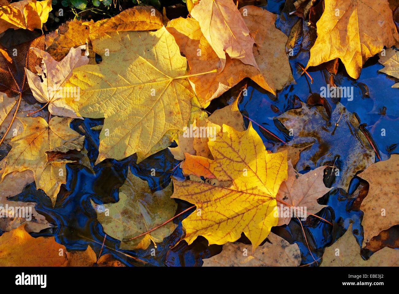 Fallen maple leaves in pool of water Stock Photo - Alamy