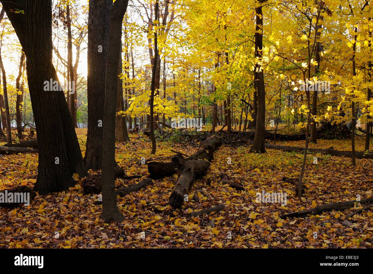 Illinois, forest, tree hi-res stock photography and images - Alamy