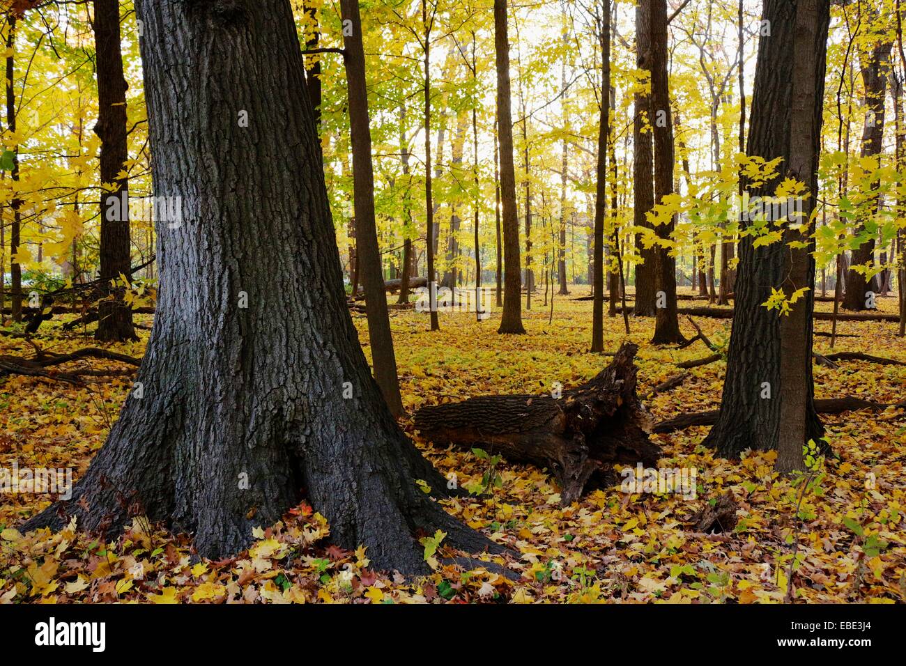 Forest oak tree hi-res stock photography and images - Alamy