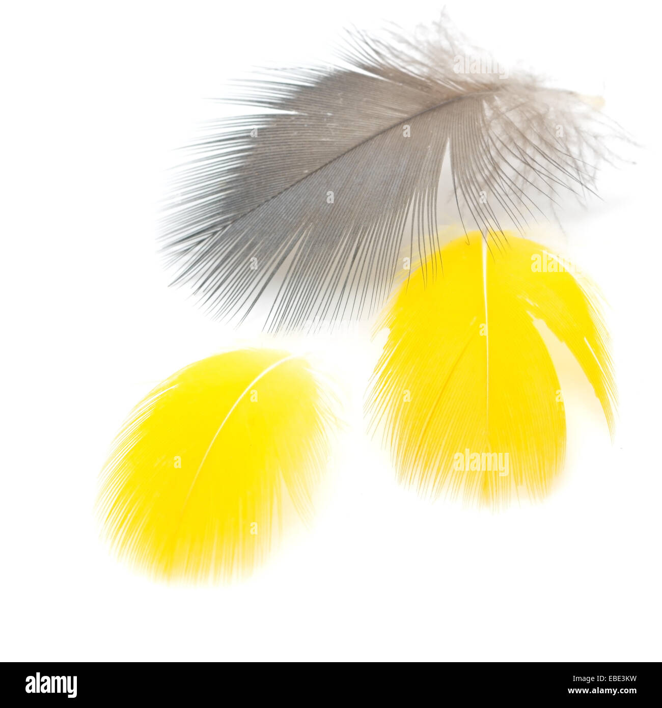 Collection of bird feathers hi-res stock photography and images - Alamy