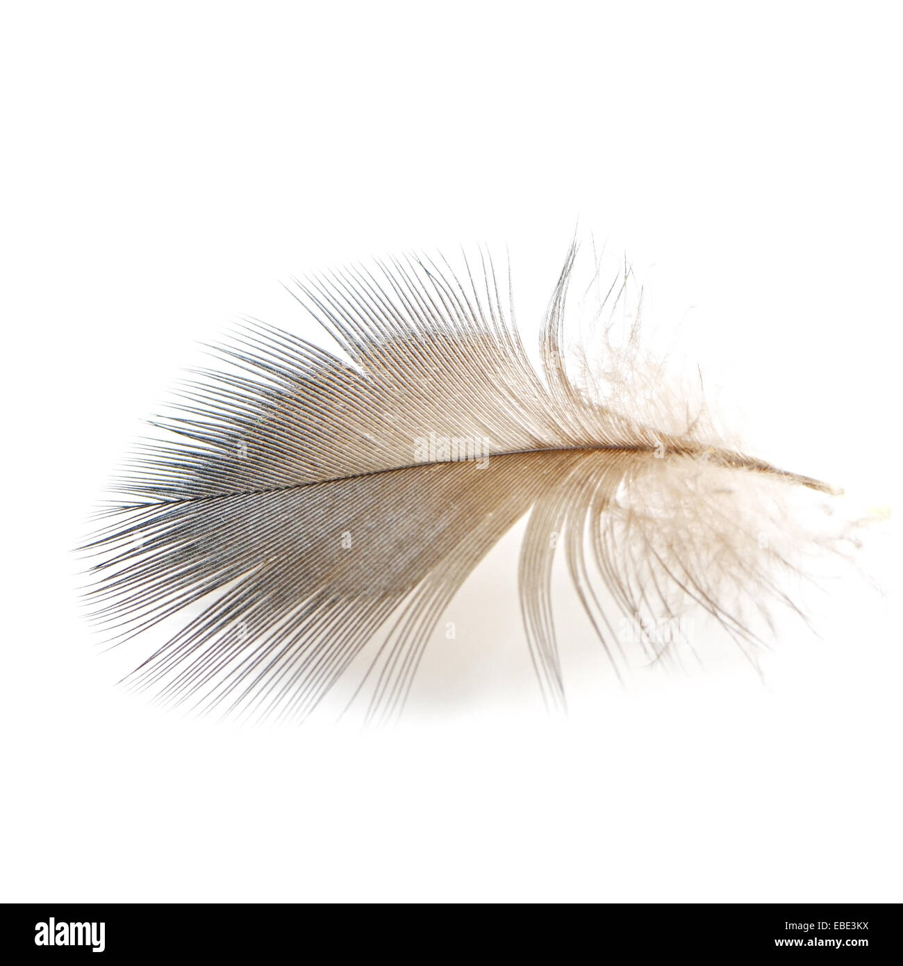 Bird feather, isolated on a white background Stock Photo - Alamy