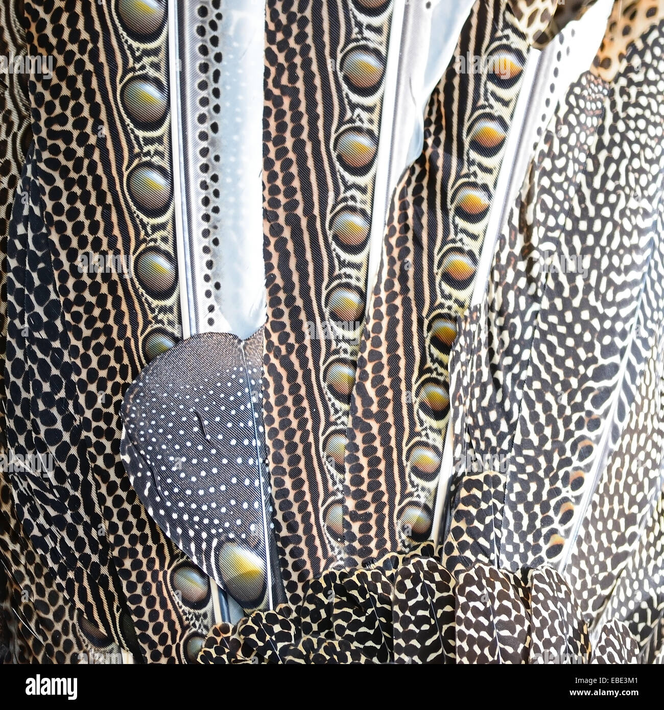 Colorful pattern bird feathers of Great argus feathers background Stock ...