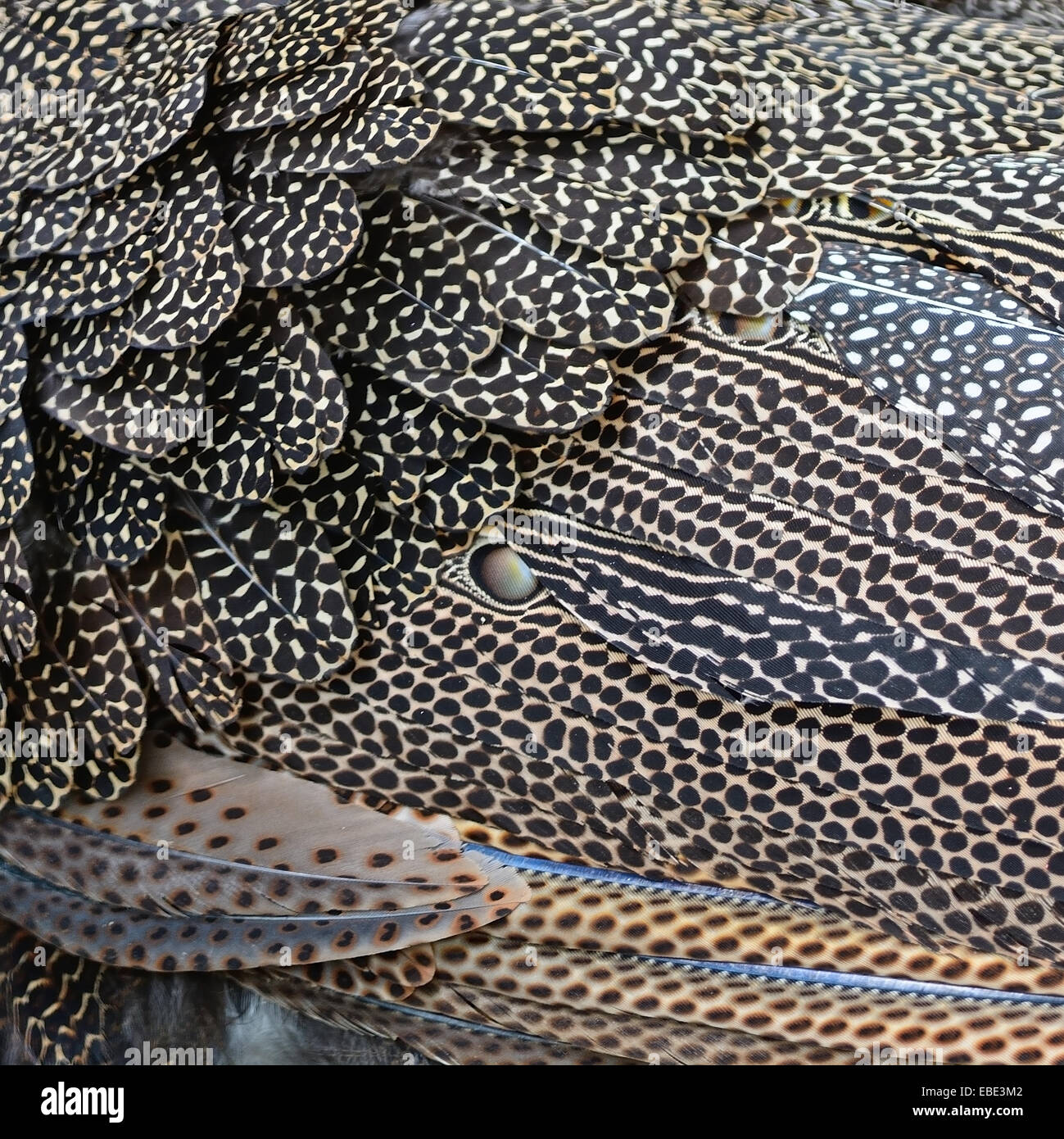 Colorful pattern bird feathers of Great argus feathers background Stock ...