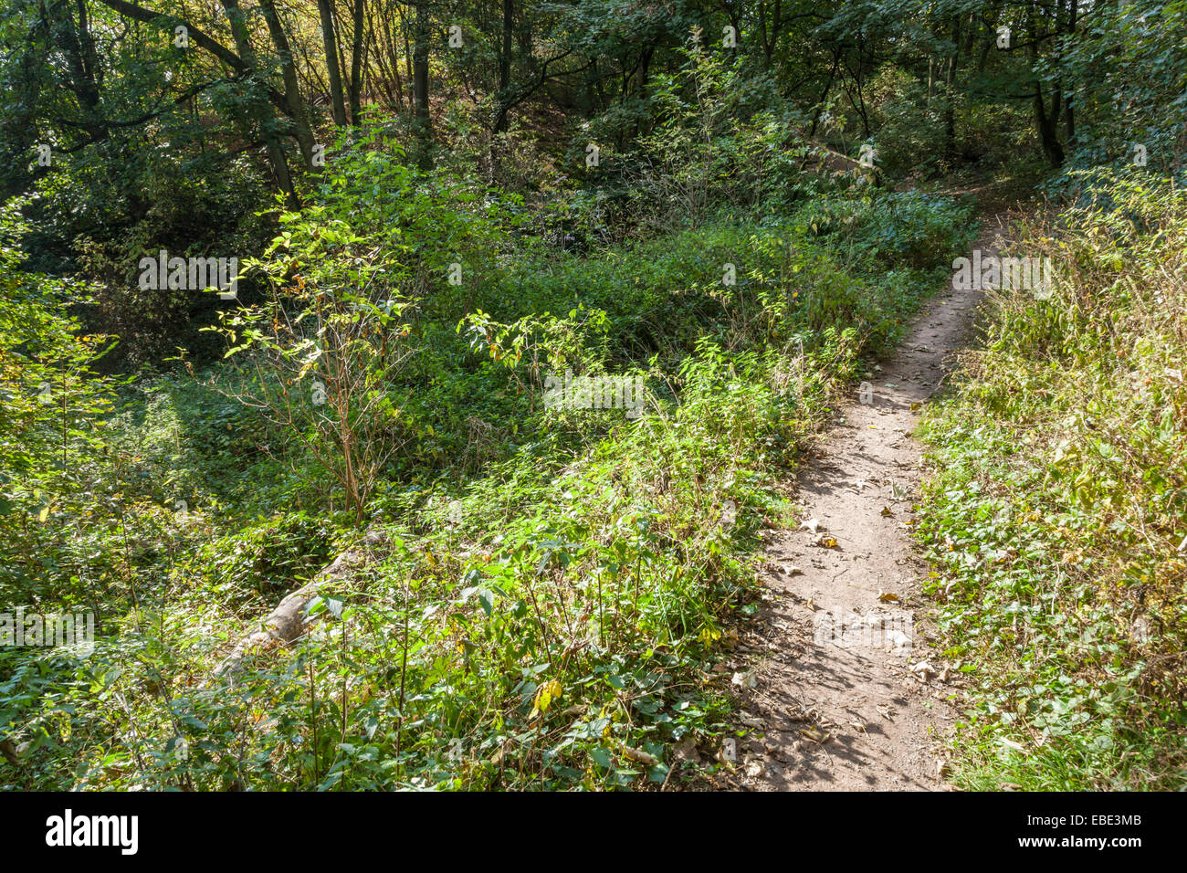 Downhill path into trees at Colwick Woods, Nottingham, England, UK ...