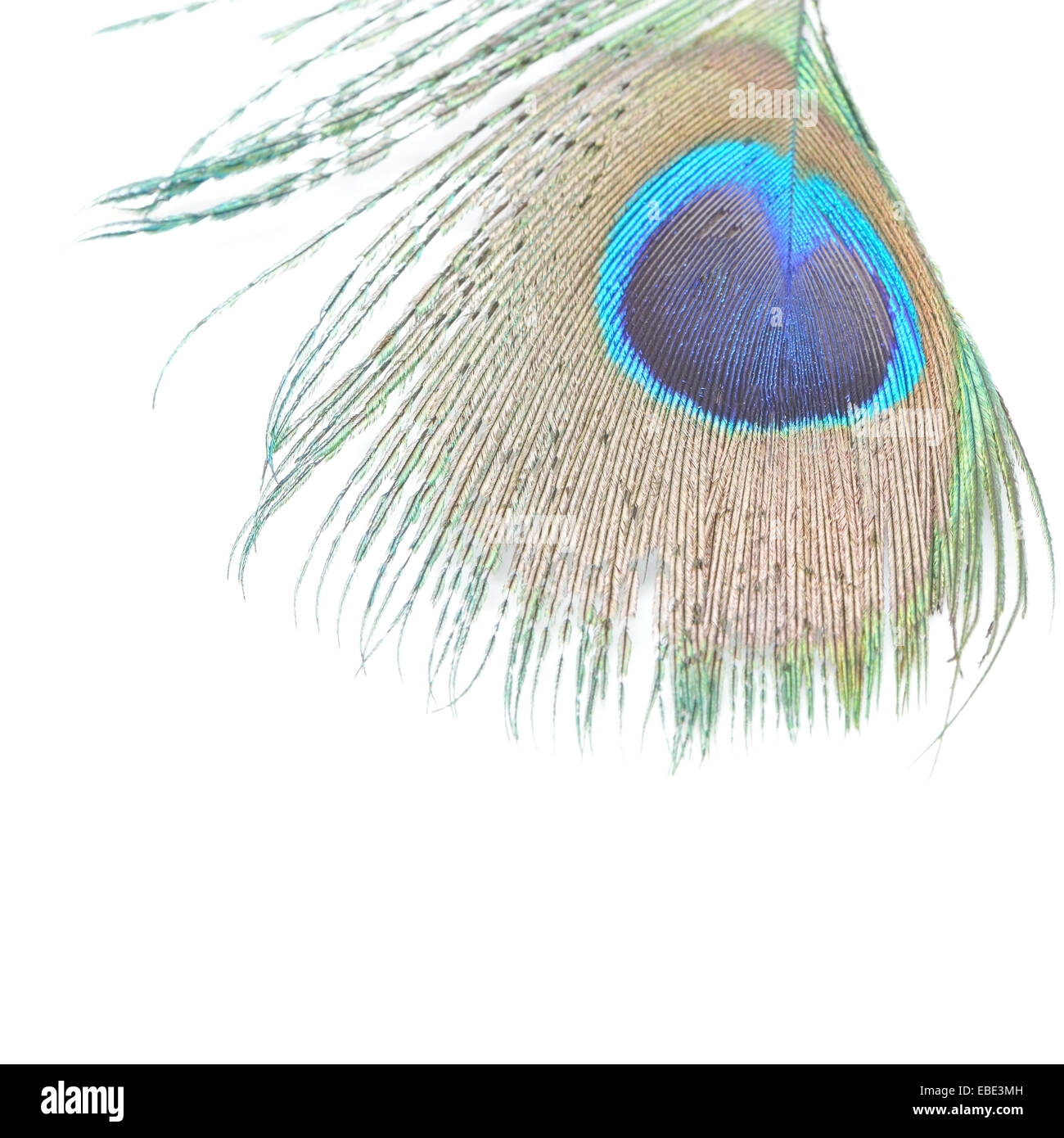 Beautiful green Peacock feathers pattern abstract, isolated on a white ...
