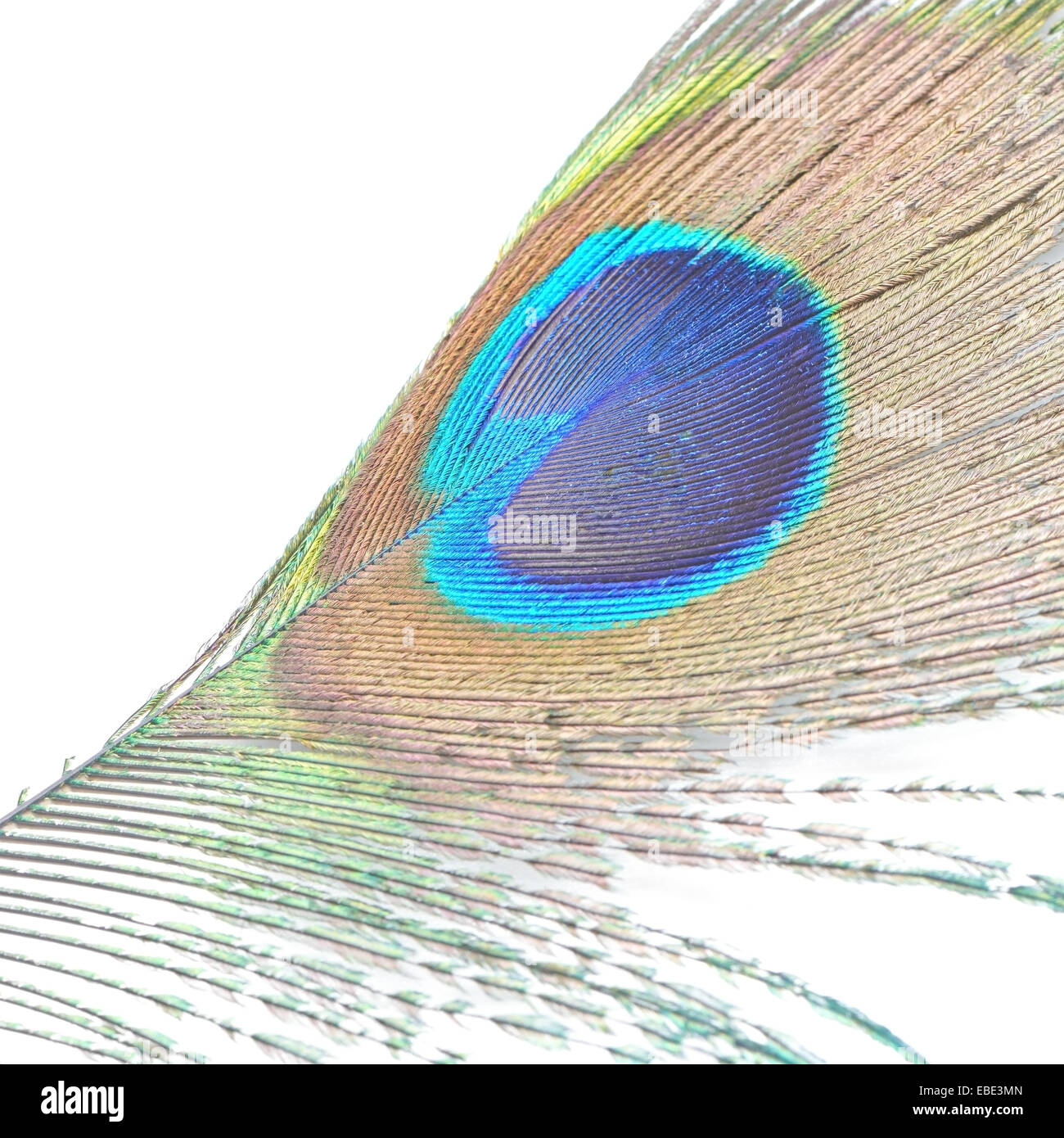 Beautiful green Peacock feathers pattern abstract, isolated on a white ...