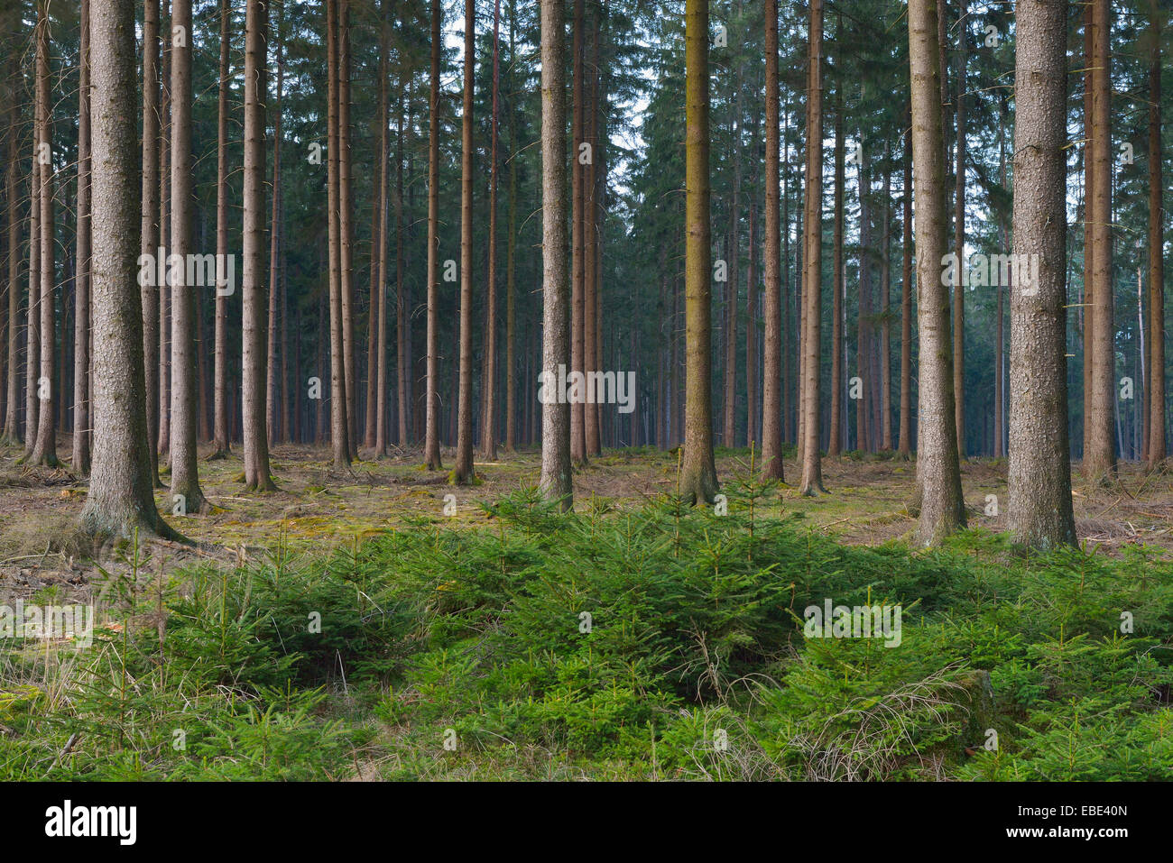 European old growth forest hi-res stock photography and images - Alamy