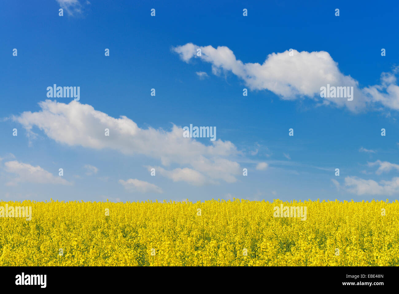 Blooming Canola Field, Bad Mergentheim, Baden-Wurttemberg, Germany ...