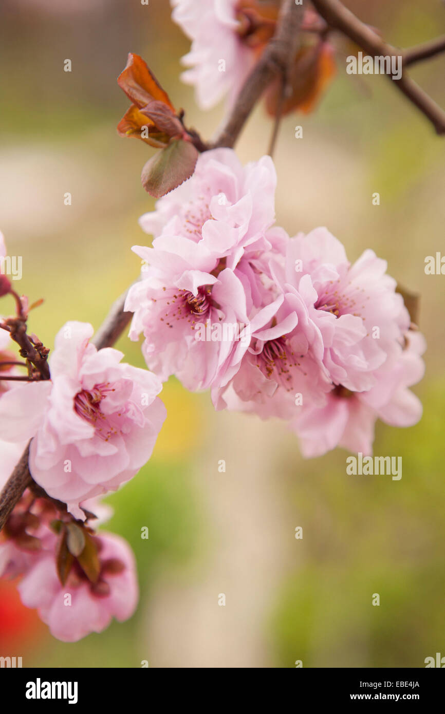 Close-up of double bloom cherry blossoms in spring, USA Stock Photo - Alamy