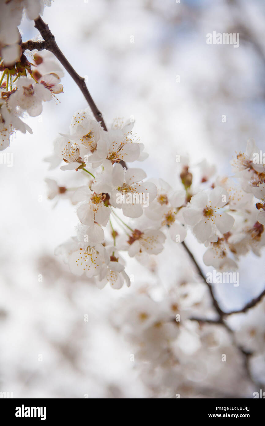 Close-up of cherry blossoms covered in snow in spring, USA Stock Photo ...