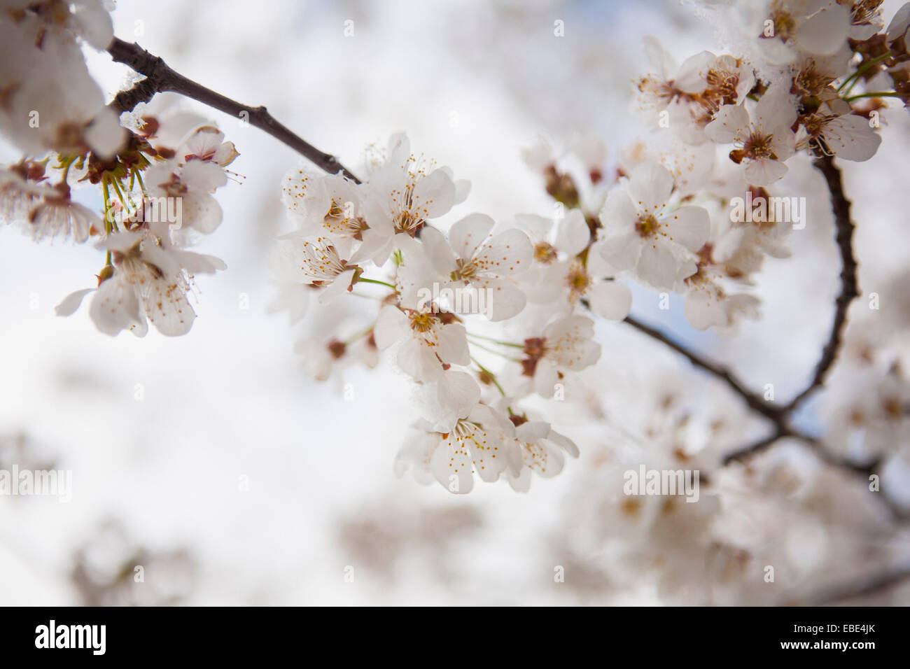 Close up cherry blossoms in hi-res stock photography and images - Alamy