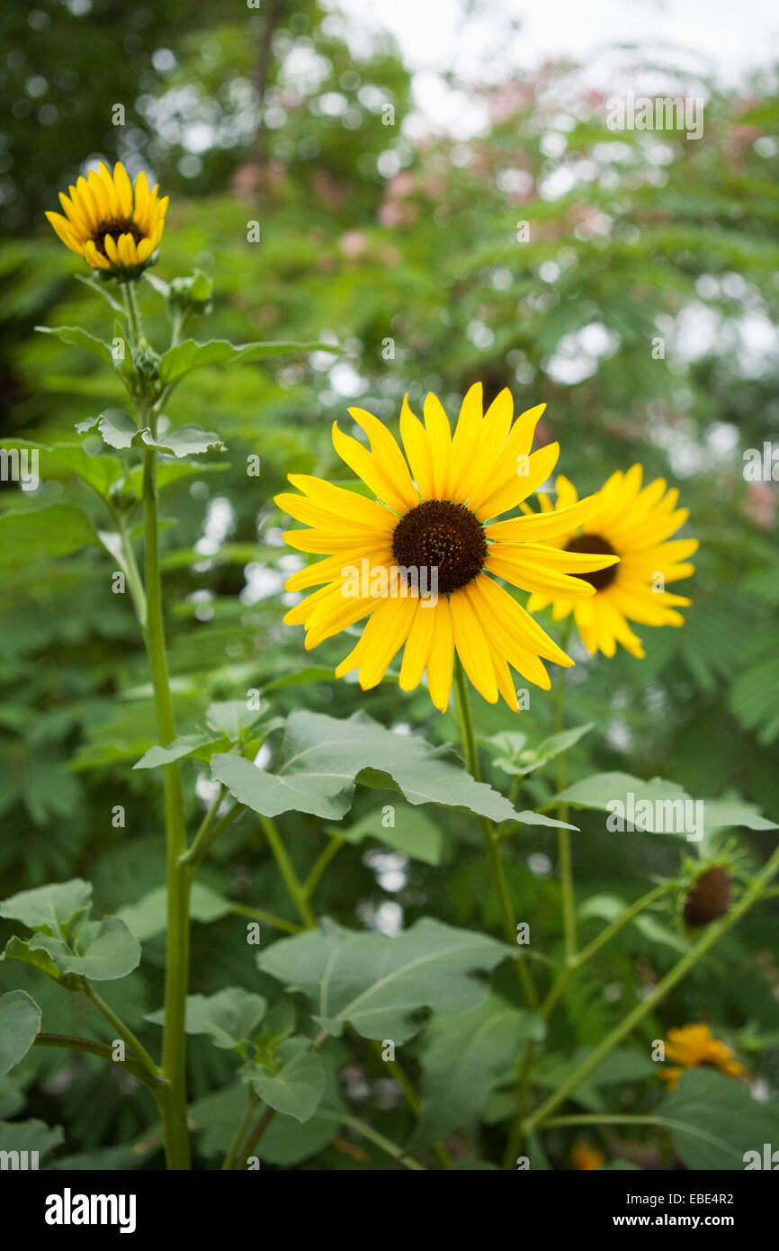 Wild Common Sunflowers (Helianthus annuus Stock Photo - Alamy