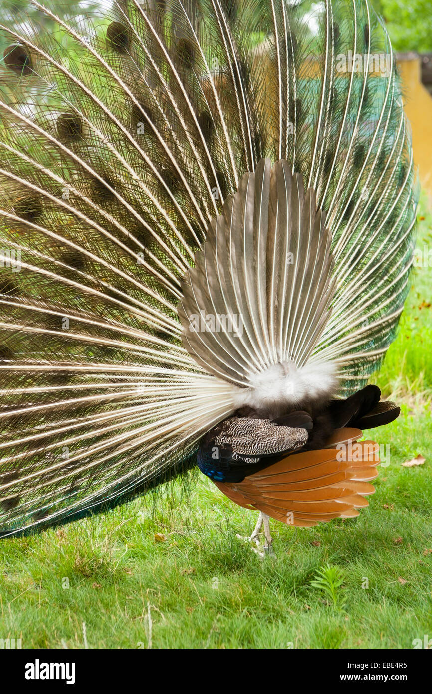 Back View of Indian Peacock Displaying Plumage Stock Photo - Alamy