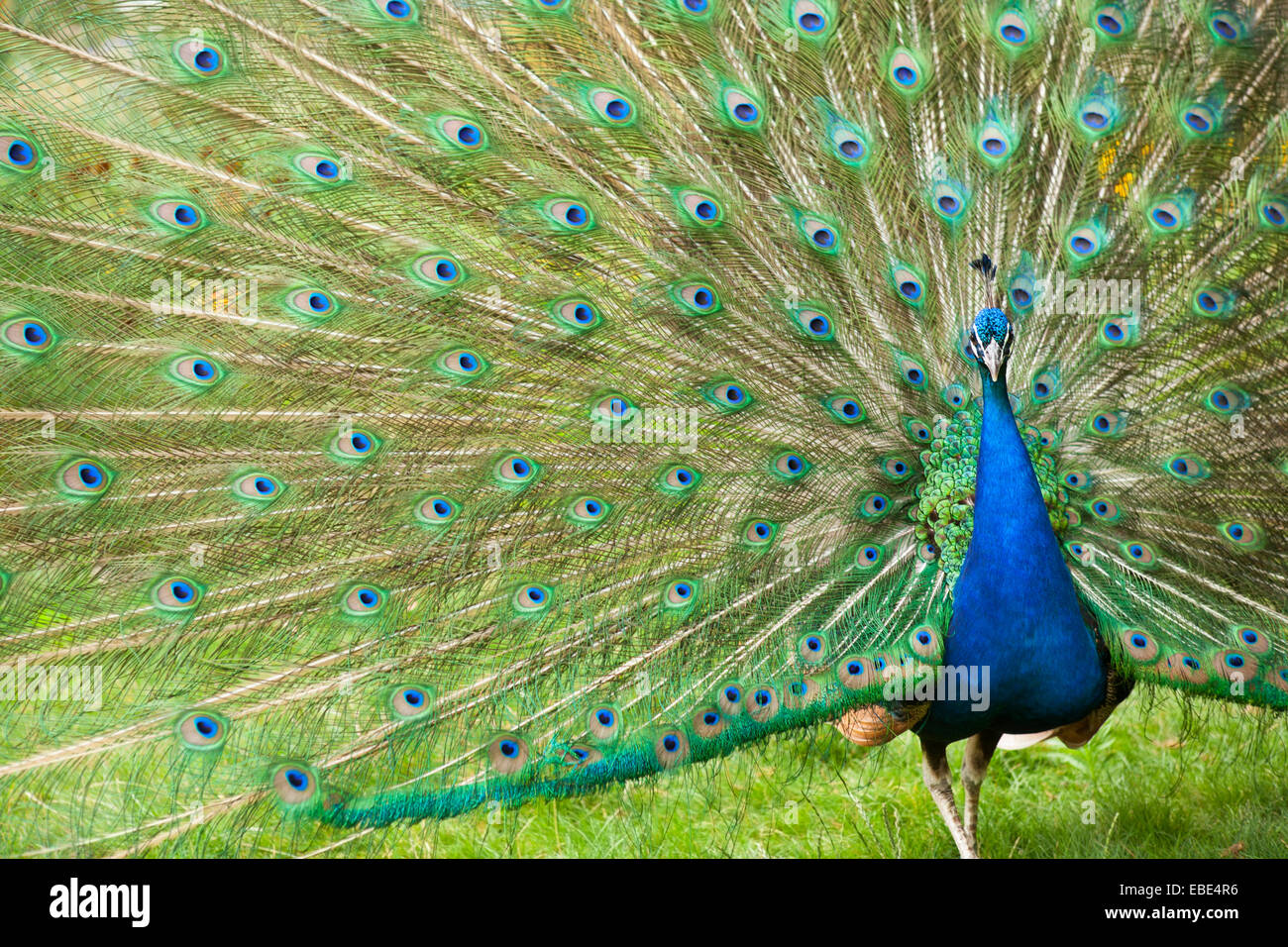 Indian Peacock Displaying Plumage Stock Photo - Alamy