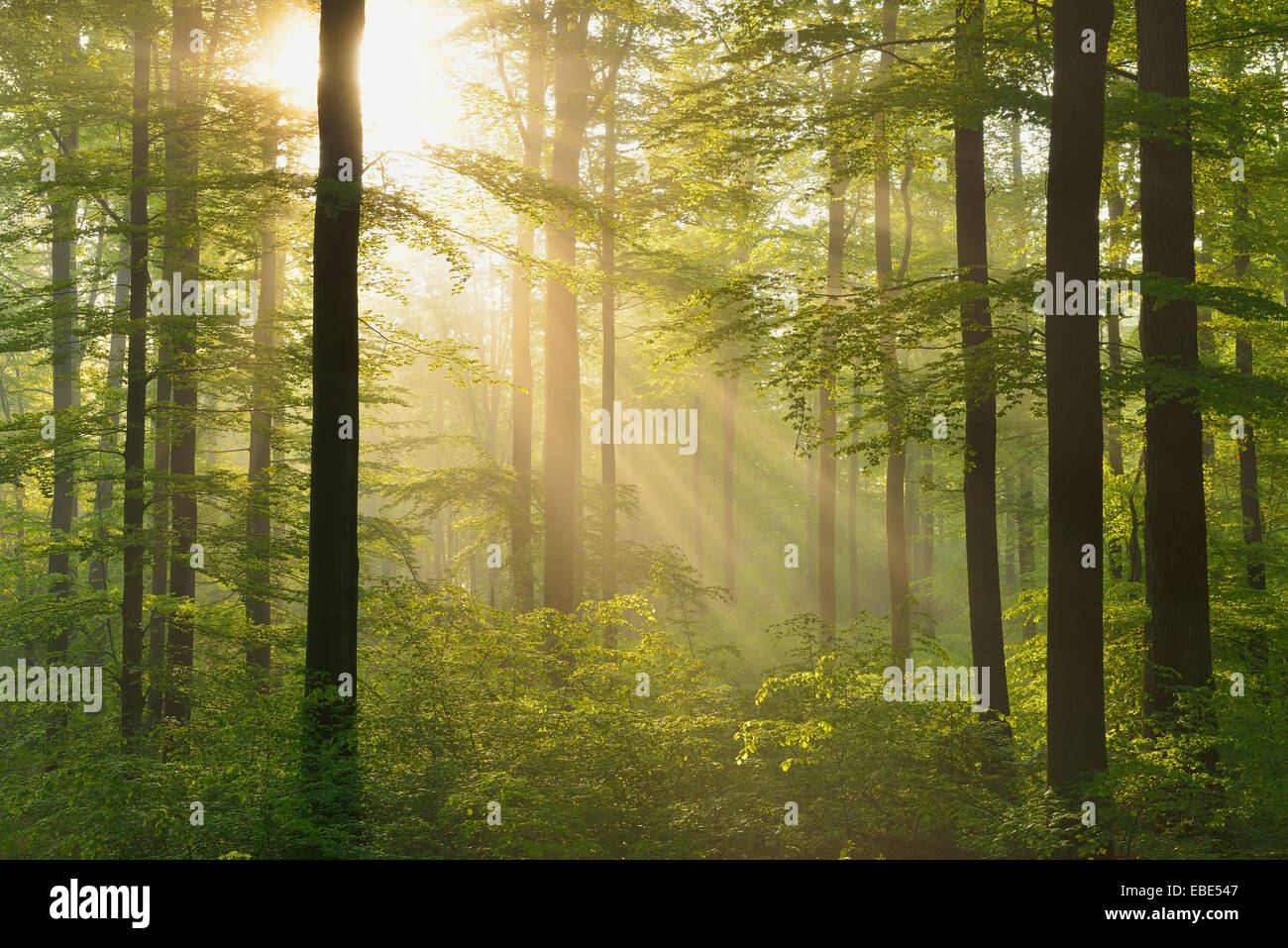 Sunbeams in European Beech (Fagus sylvatica) Forest, Spessart, Bavaria ...